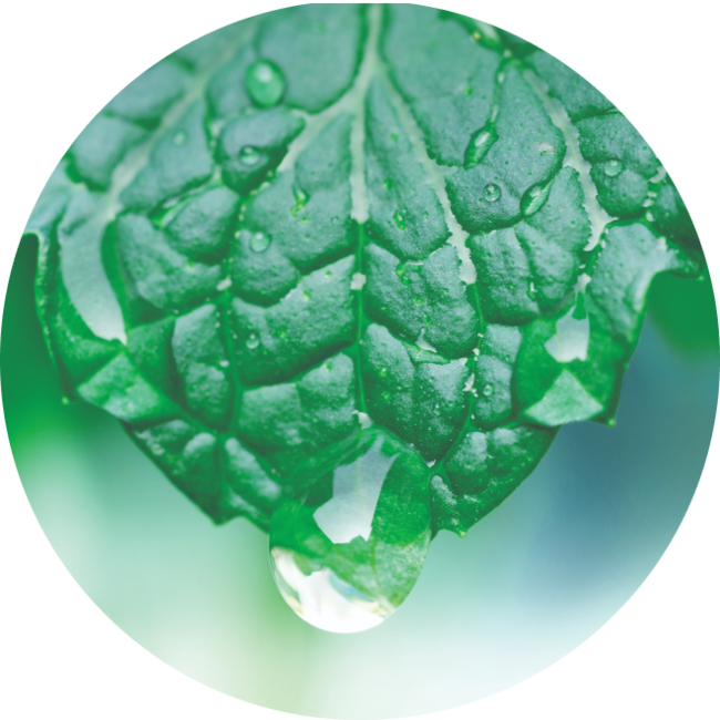 Toilet Bowl Cleaner - Fresh Mint | Seventh Generation