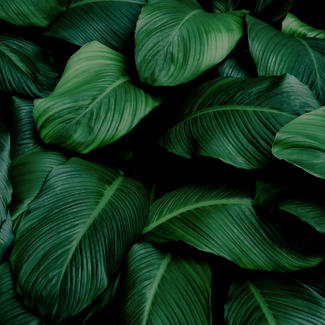 Full-Width Callout | Seventh Generation